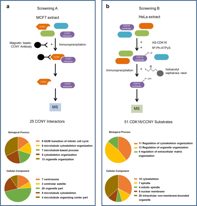 Phosphoregulation of the oncogenic protein regulator of cytokinesis 1 ...