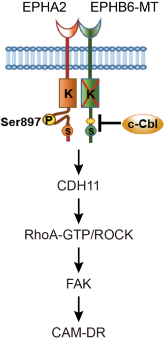EPHB6 mutation induces cell adhesion-mediated paclitaxel resistance via ...