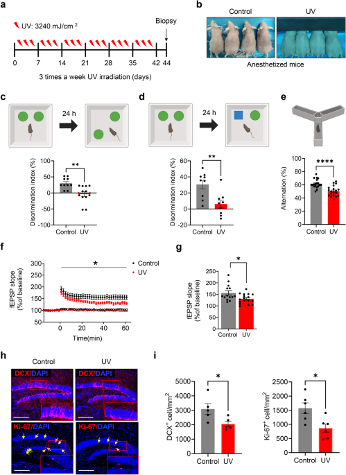 Chronic ultraviolet irradiation induces memory deficits via ...