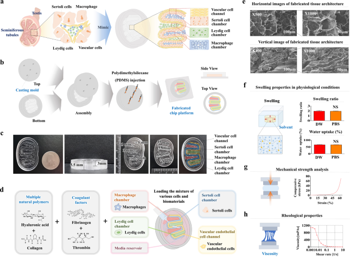 Development of a novel testis-on-a-chip that demonstrates reciprocal ...