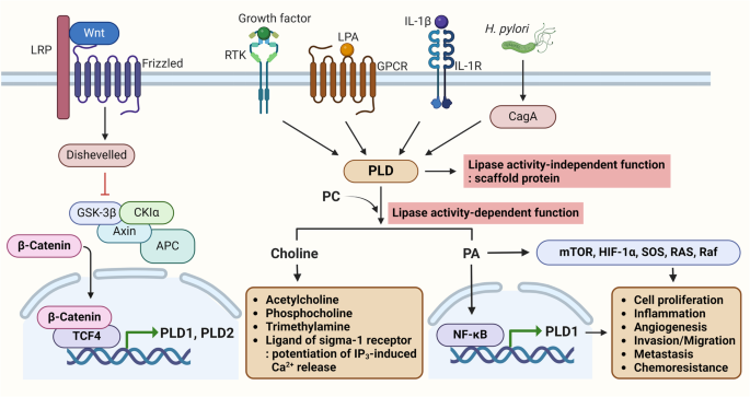 PLD1 is a key player in cancer stemness and chemoresistance: Therapeutic targeting of cross-talk ...
