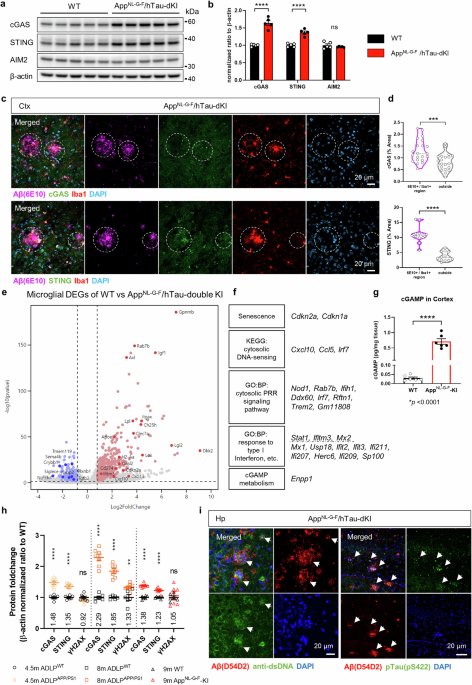 Blockade of STING activation alleviates microglial dysfunction and a ...