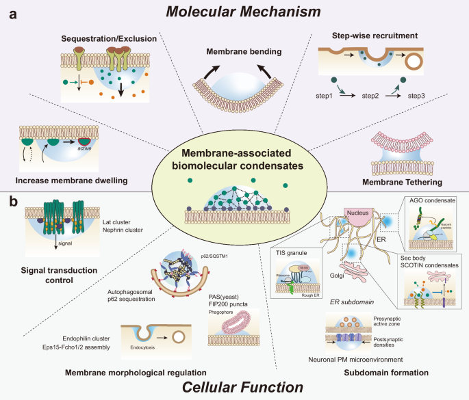 Interplay between membranes and biomolecular condensates in the ...