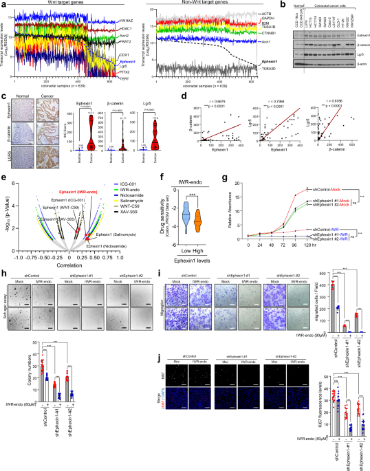 Disruption of the β-catenin destruction complex via Ephexin1-Axin1 ...