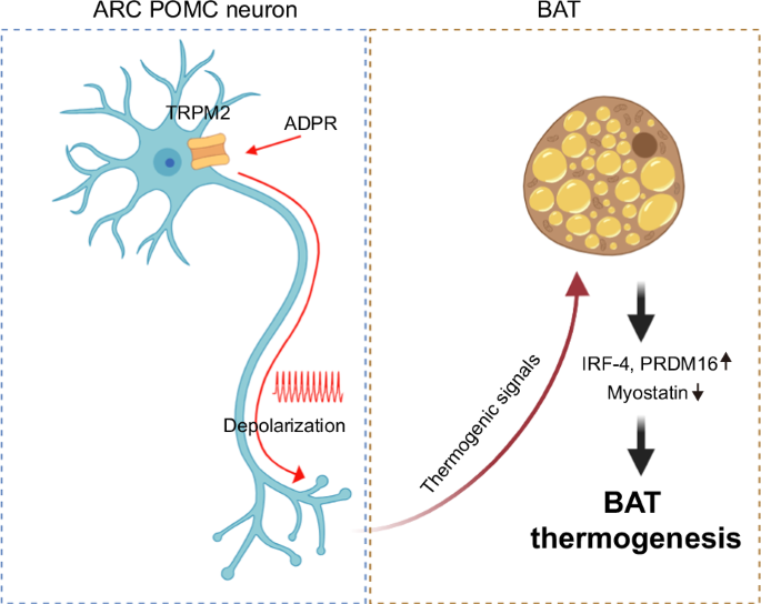 The potential role of hypothalamic POMCTRPM2 in interscapular BAT ...