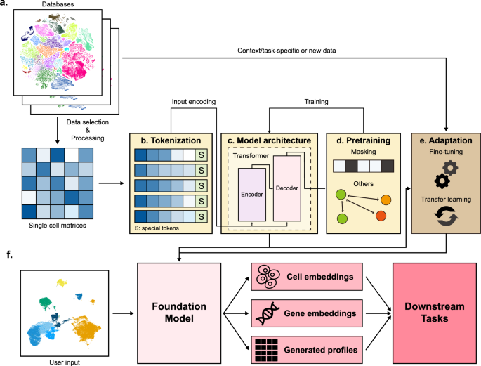 Single-cell foundation models: bringing artificial intelligence into ...