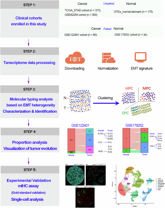 EHBMT, a method for visualizing tumor evolution, identifies a surge in ...