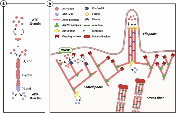 Roles of cytoskeleton in metastasis: from its mechanism to therapeutic ...