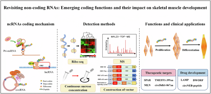 Revisiting noncoding RNAs: emerging coding functions and their impact ...