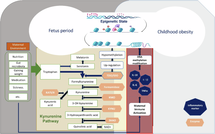 Epigenetic programming of obesity in early life through modulation of ...