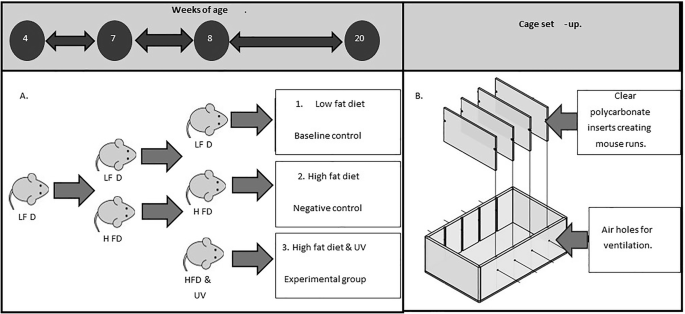 Ultraviolet exposure of mice fed a high fat diet reduces weight gain ...