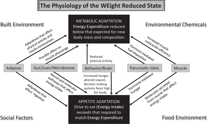 The Physiology Of the WEight Reduced State (POWERS) study: overview and ...