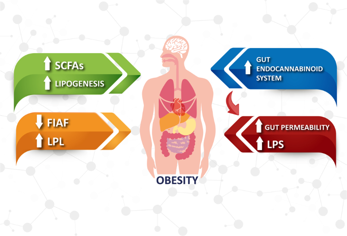 Gut microbiota: a new path to treat obesity | International Journal of ...