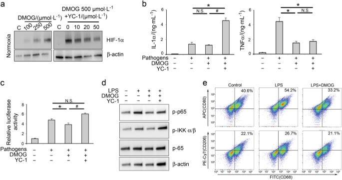 Activation of hypoxia-inducible factor 1 attenuates periapical ...