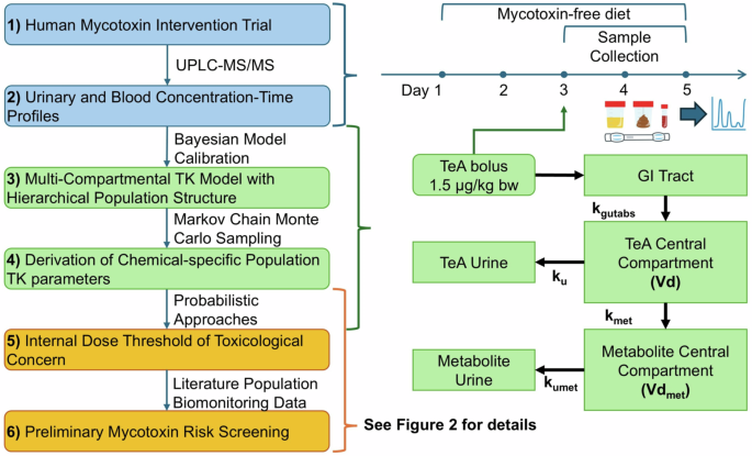 Derivation of human toxicokinetic parameters and internal threshold of ...