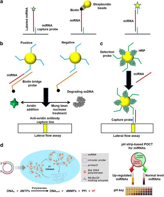 MicroRNA amplification and detection technologies: opportunities and challenges for point of ...
