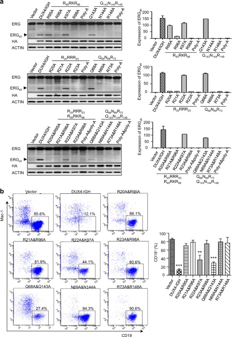 Structural basis of DUX4/IGH-driven transactivation | Leukemia