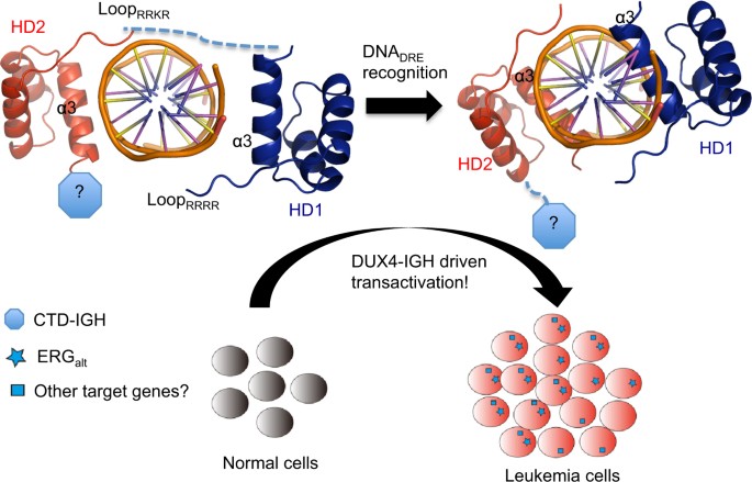 Structural basis of DUX4/IGH-driven transactivation | Leukemia