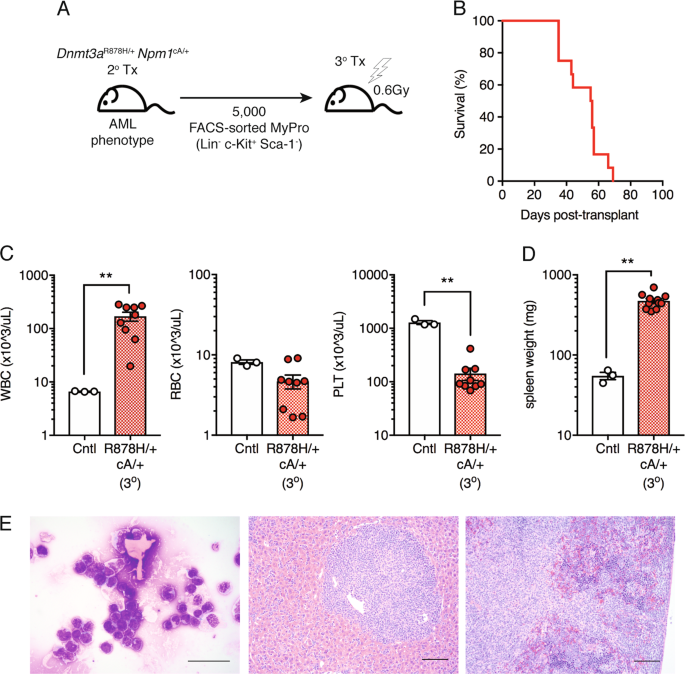 Sequentially inducible mouse models reveal that Npm1 mutation causes ...