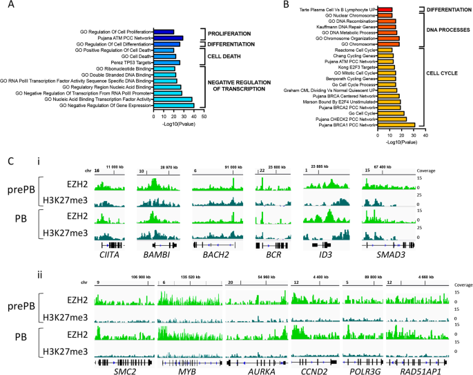 EZH2 is overexpressed in transitional preplasmablasts and is involved ...