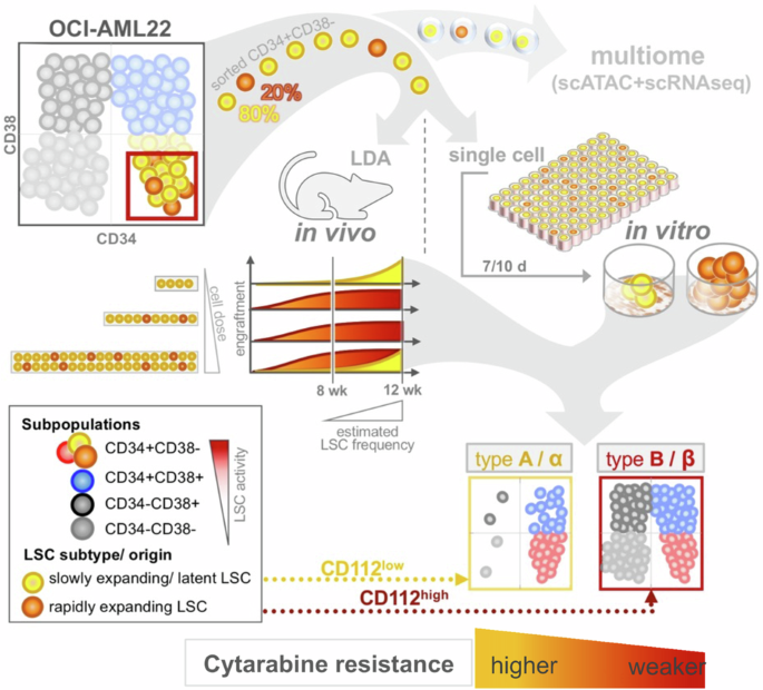 Identification of leukemia stem cell subsets with distinct ...