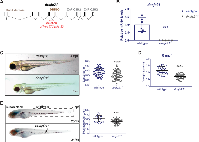 Loss of Dnajc21 leads to cytopenia and altered nucleotide metabolism in ...