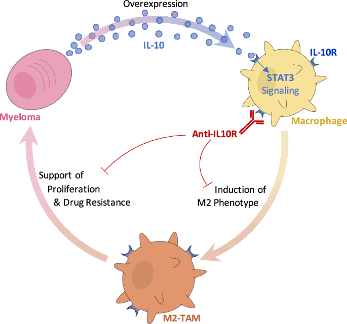 IL-10R inhibition reprograms tumor-associated macrophages and reverses ...