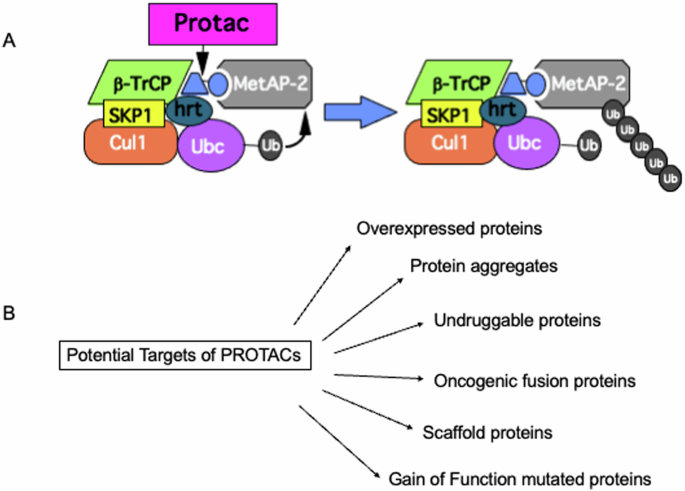 Can PROTACs cure Leukemia? | Leukemia