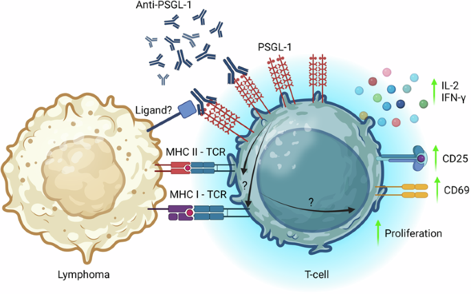 Antibody blockade of the PSGL-1 immune checkpoint enhances T-cell responses to B-cell lymphoma ...