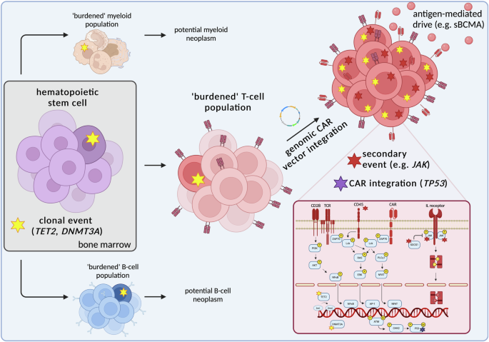 Emerging T-cell lymphomas after CAR T-cell therapy | Leukemia