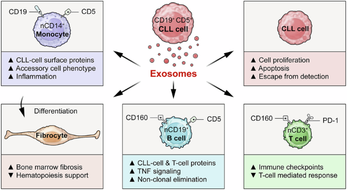 CLL cell-derived exosomes alter the immune and hematopoietic systems ...