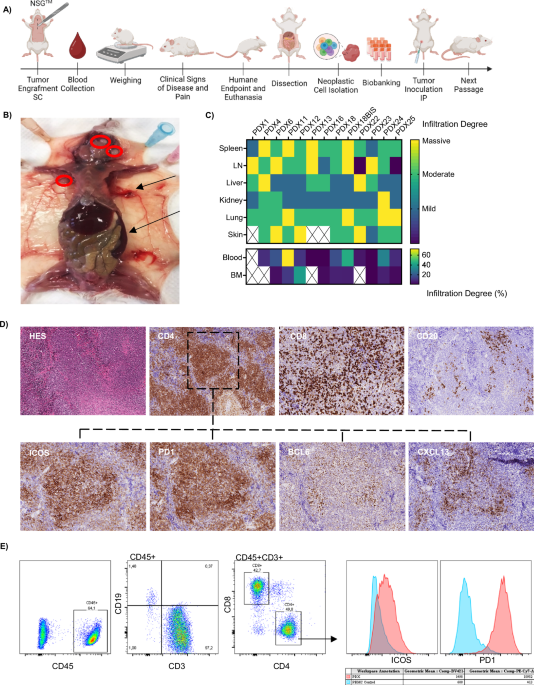 Induction of p53-mediated apoptosis by azacitidine in patient-derived xenograft follicular ...