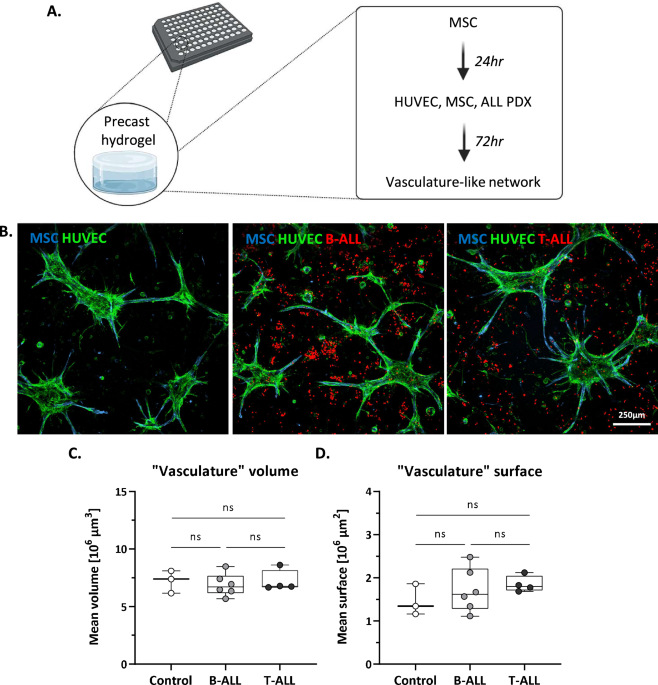 A three-dimensional ex vivo model recapitulates in vivo features and ...