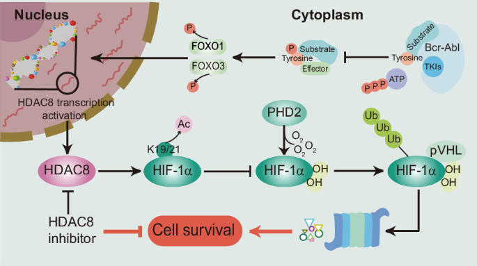 Targeting HDAC8 sensitizes tyrosine kinase inhibitors in the ...