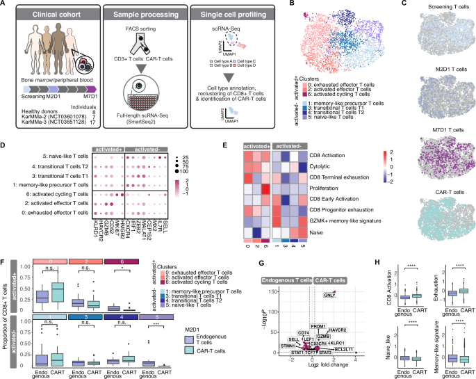 The endogenous T cell landscape is reshaped by CAR-T cell therapy and ...