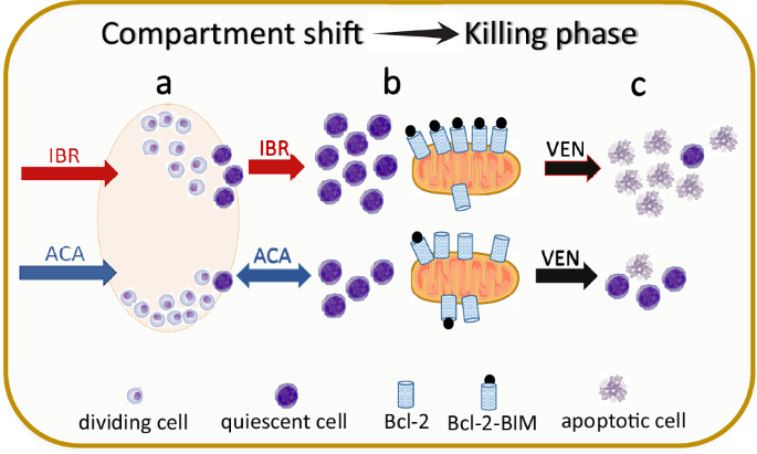 Fixed-duration therapy of chronic lymphocytic leukemia with venetoclax and Bruton tyrosine ...