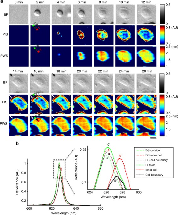 Quantitative analysis of focal adhesion dynamics using photonic ...