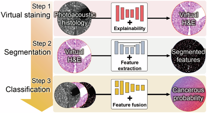 Deep learning-based virtual staining, segmentation, and classification ...