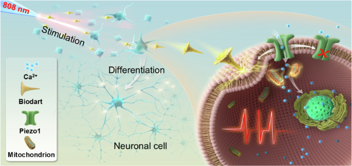 Neural stimulation and modulation with sub-cellular precision by ...