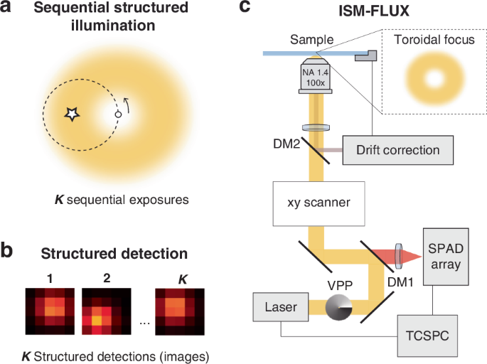 Localization of single molecules with structured illumination and structured detection | Light ...