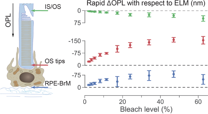 Optoretinography reveals rapid rod photoreceptor movement upon ...