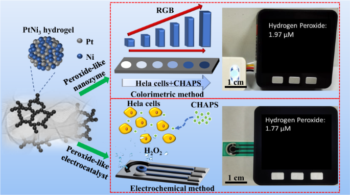 Portable visual and electrochemical detection of hydrogen peroxide release from living cells ...