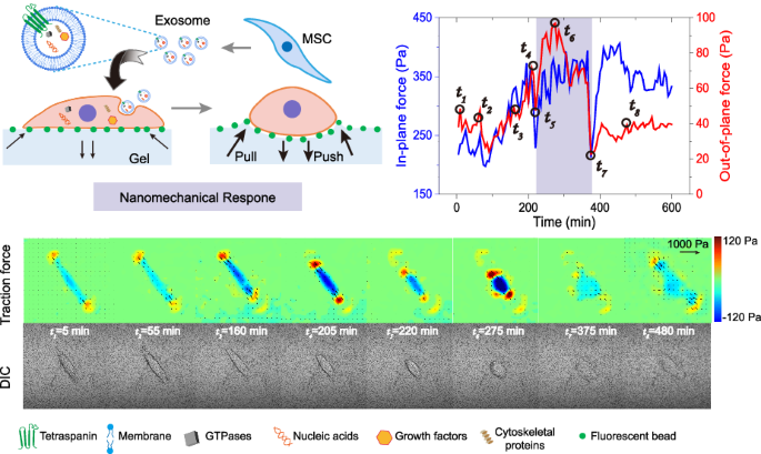 Dynamic nanomechanical characterization of cells in exosome therapy ...
