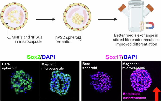 Designing magnetic microcapsules for cultivation and differentiation of ...