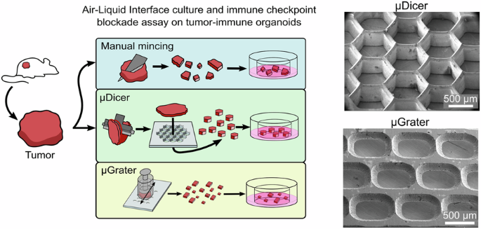 Microdissection tools to generate organoids for modeling the tumor ...