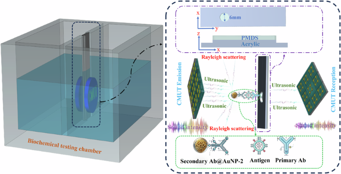 Biomarker detection based on nanoparticle-induced ultrasonic Rayleigh ...