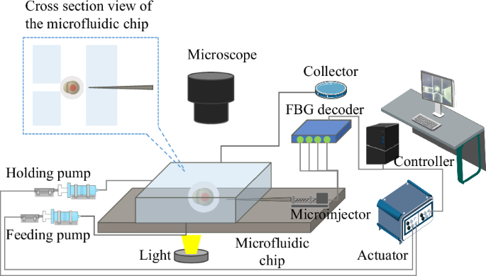 Design and developing a robot-assisted cell batch microinjection system ...