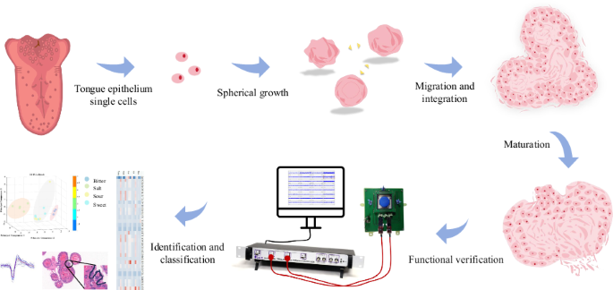 Long-term culture and morphological maturation of taste organoids ...