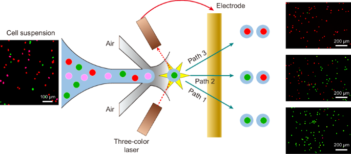 In-air microfluidic sorting of single cells on multiple paths ...