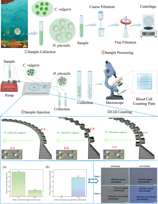 High-throughput sheathless focusing and sorting of flexible microalgae ...
